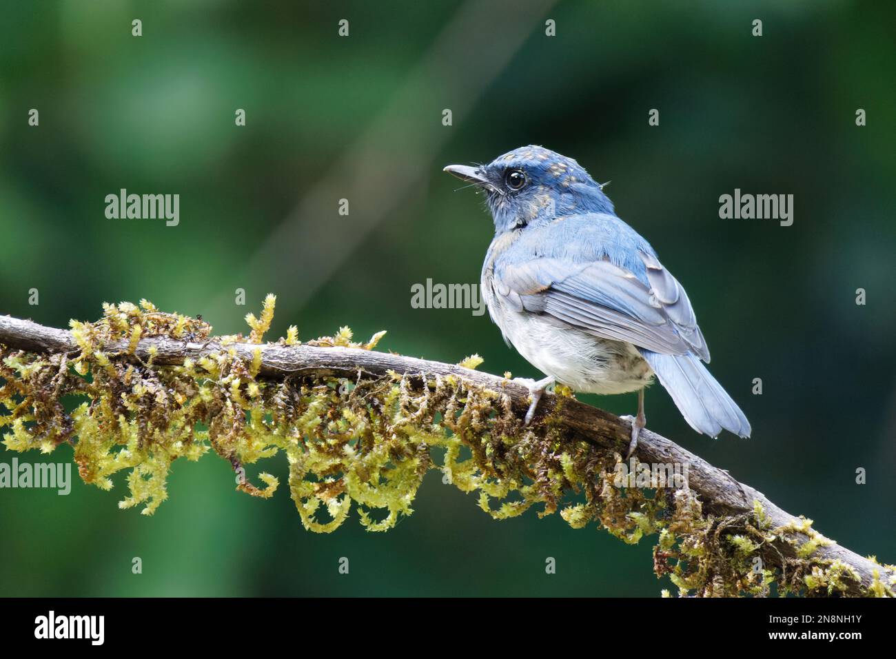 White bellied blue flycatcher female perching on a tree branch in a ...