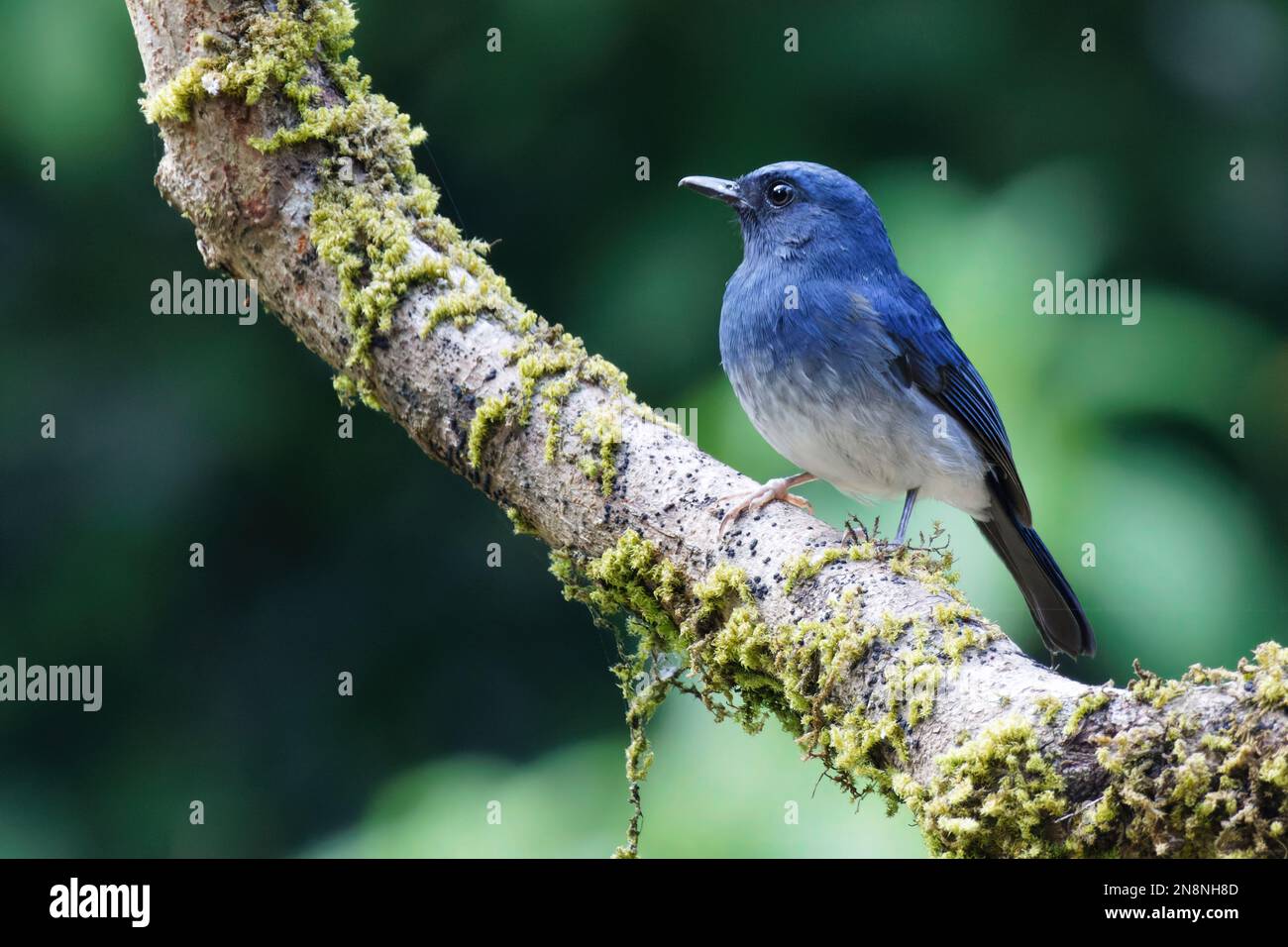 White bellied blue flycatcher female perching on a tree branch in a ...