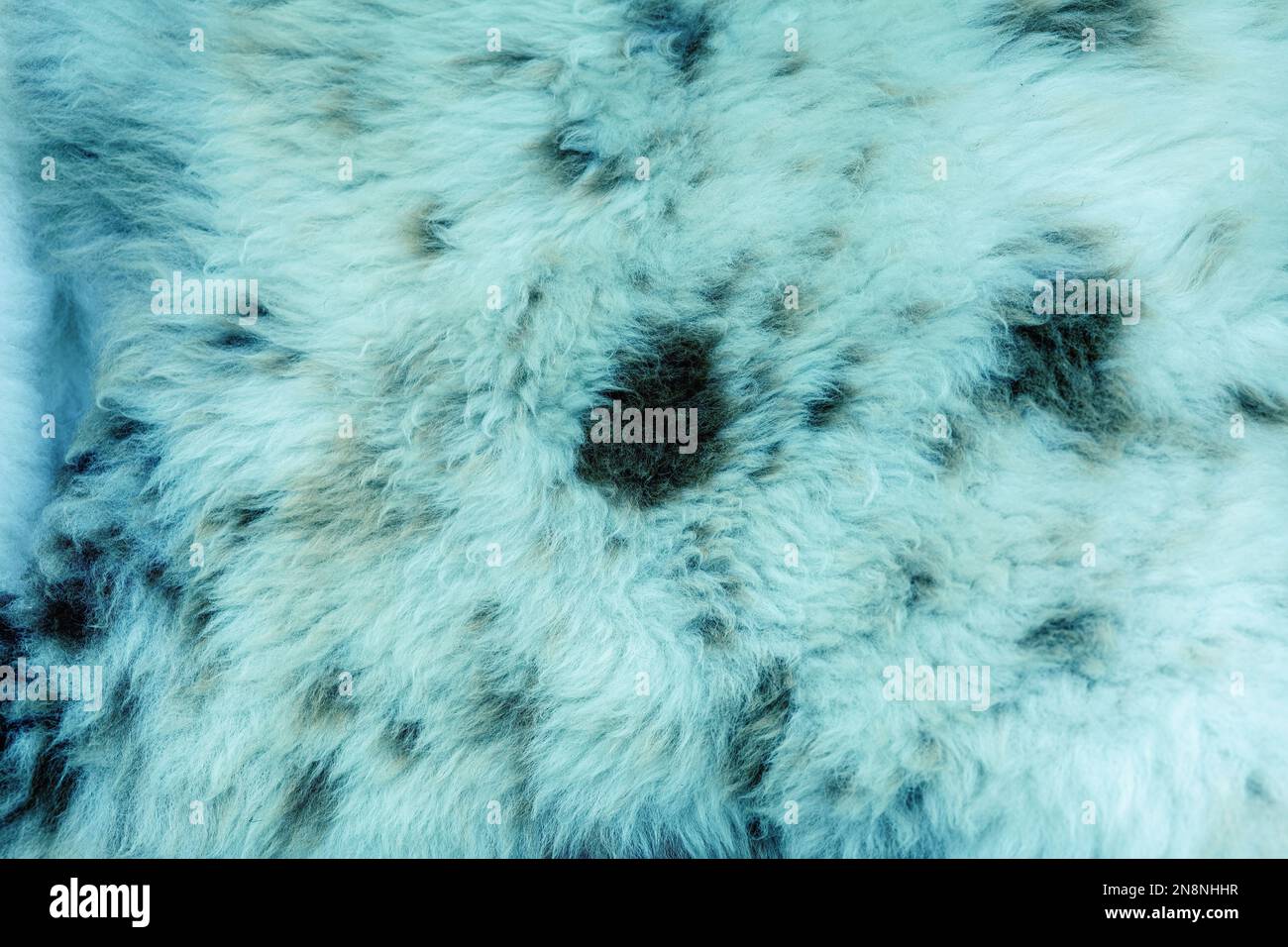 Sheep skin structure.Close up of sheep fur Stock Photo - Alamy