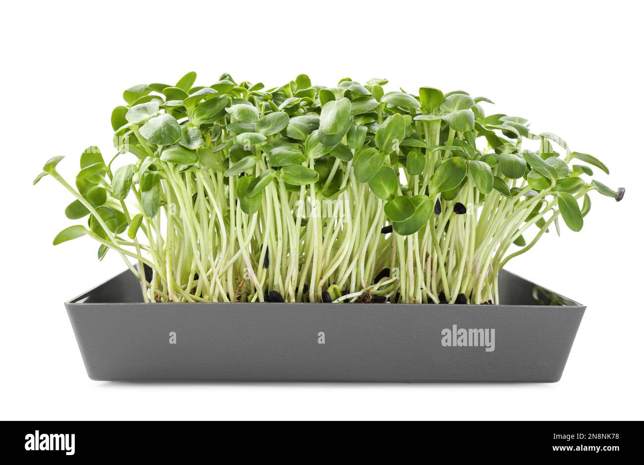Fresh organic microgreens in soil on white background Stock Photo - Alamy