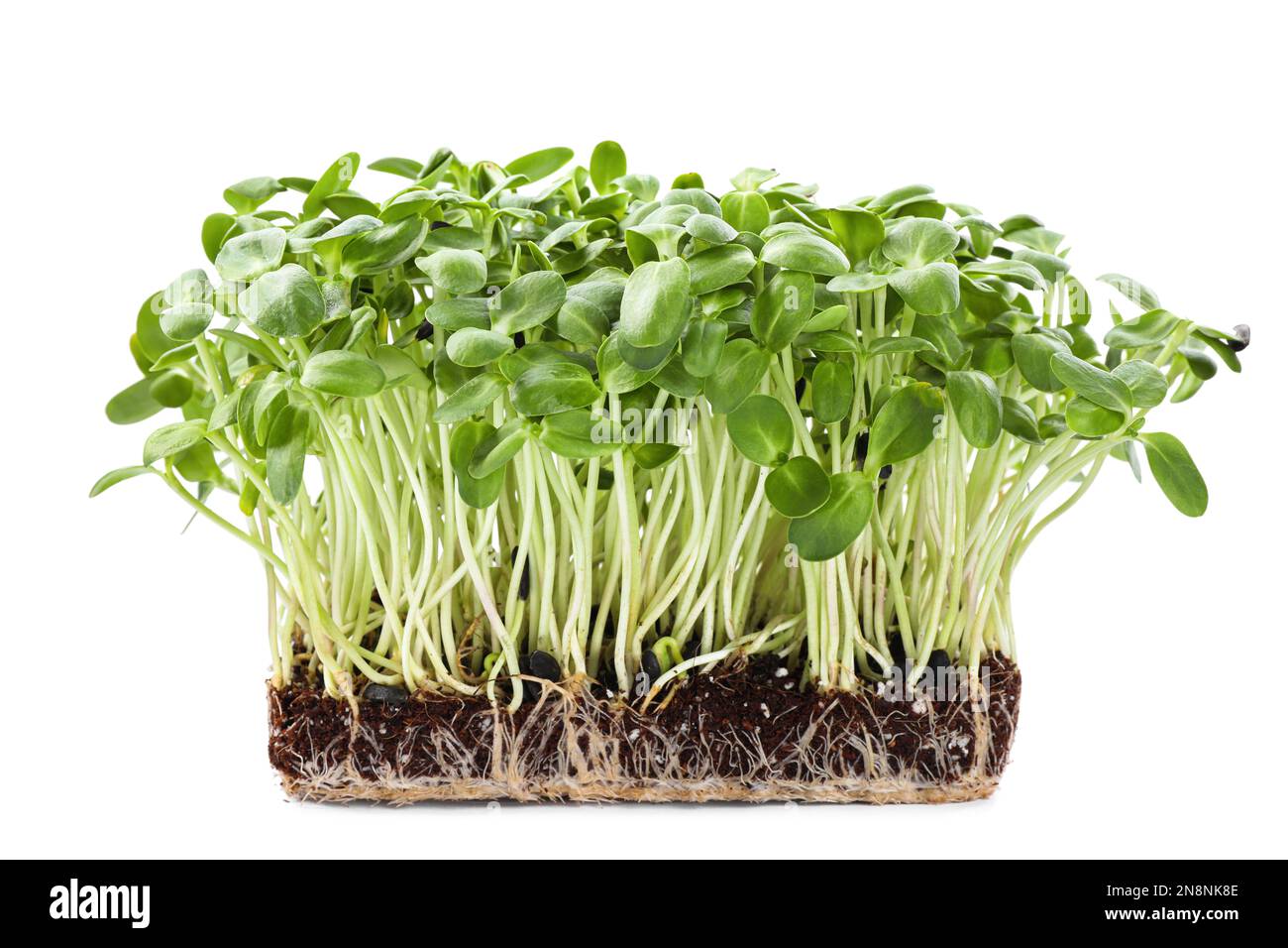 Fresh organic microgreens in soil on white background Stock Photo - Alamy
