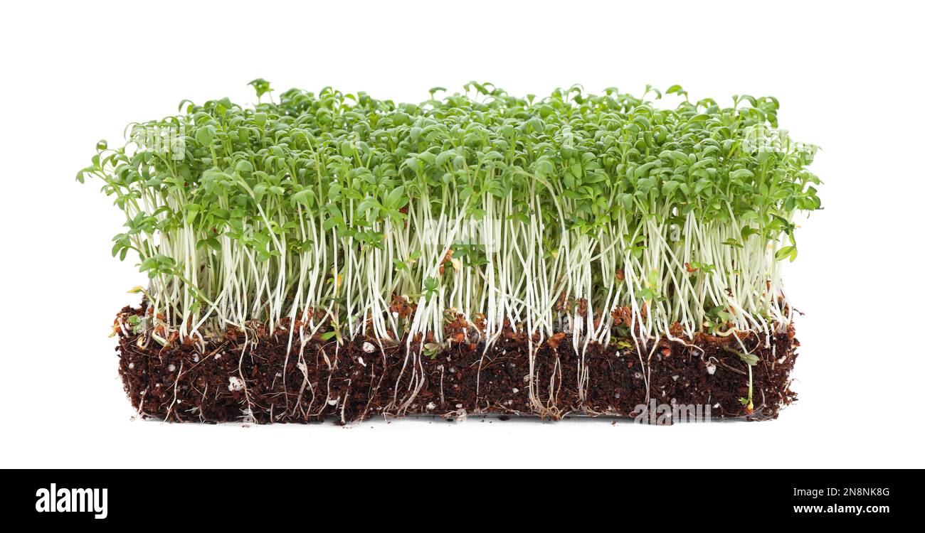 Fresh organic microgreens in soil on white background Stock Photo - Alamy