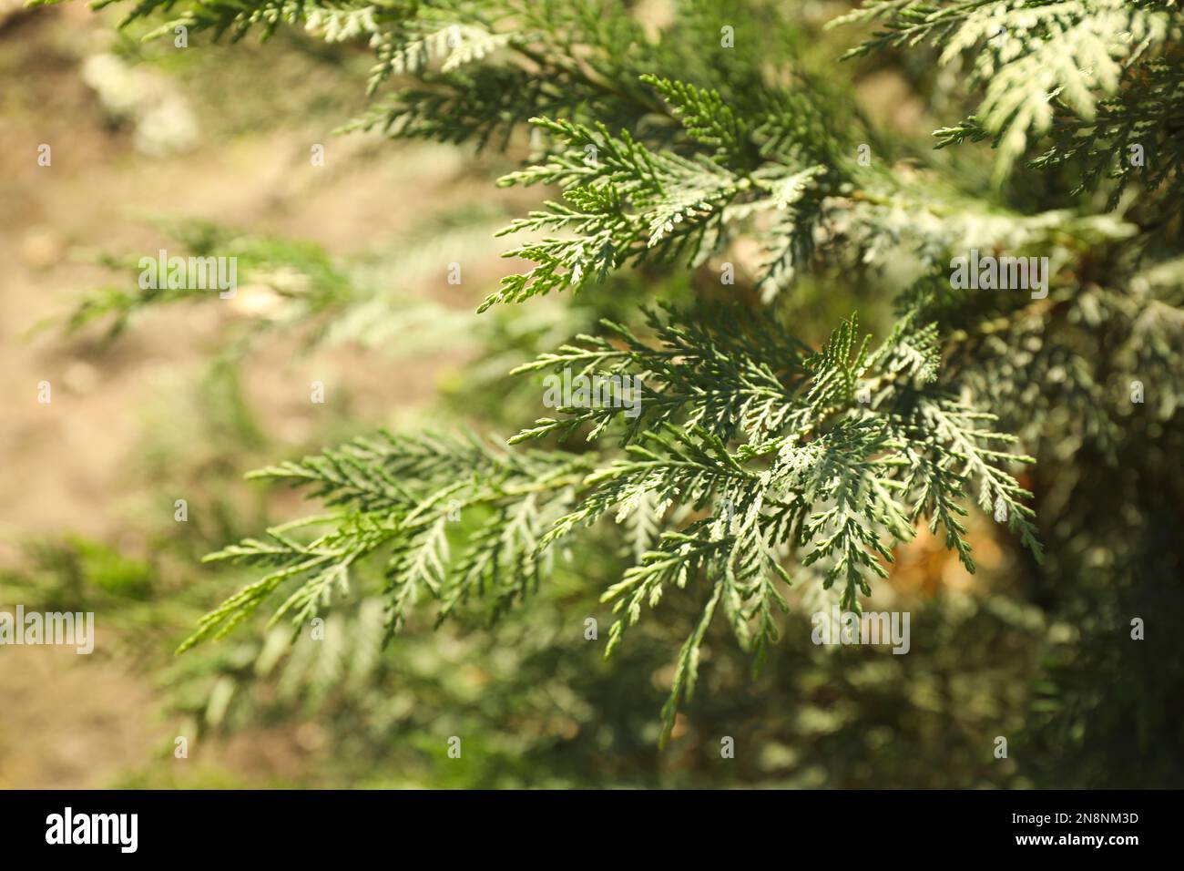 Green thuja tree hi-res stock photography and images - Alamy