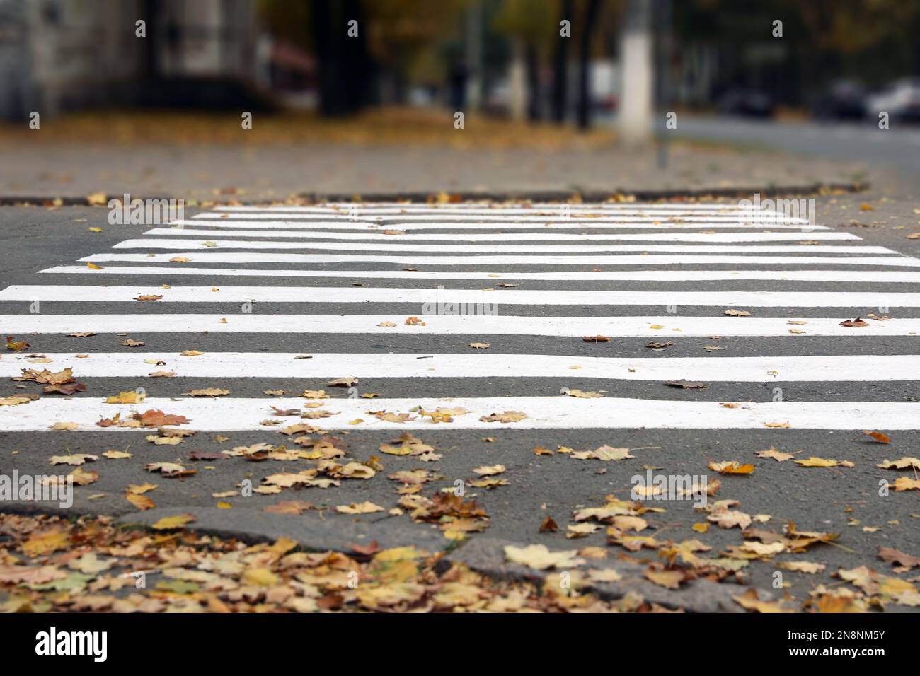 Pedestrian crossing on empty city street in autumn Stock Photo - Alamy