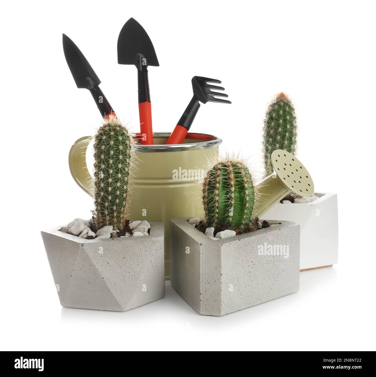 Beautiful tropical cactus plants in pots and gardening tools on white ...