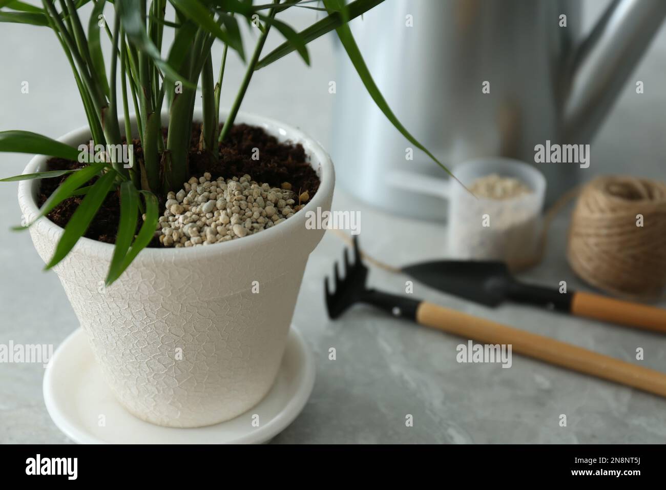 Beautiful house plant with granular fertilizer on table, closeup. Space ...
