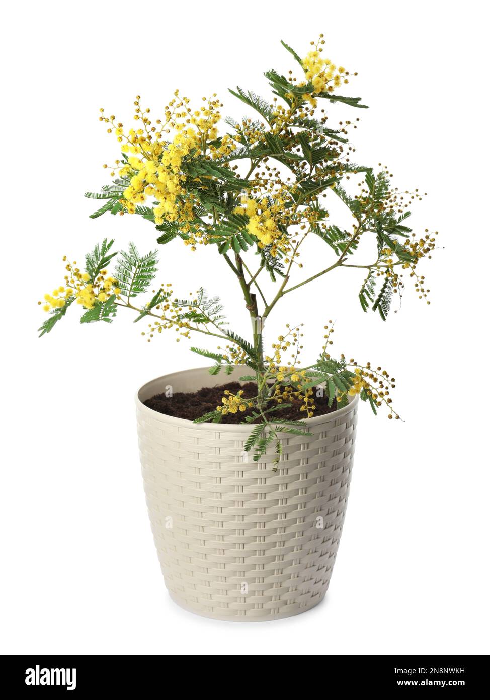 Beautiful yellow flowers in tree Cut Out Stock Images & Pictures - Alamy