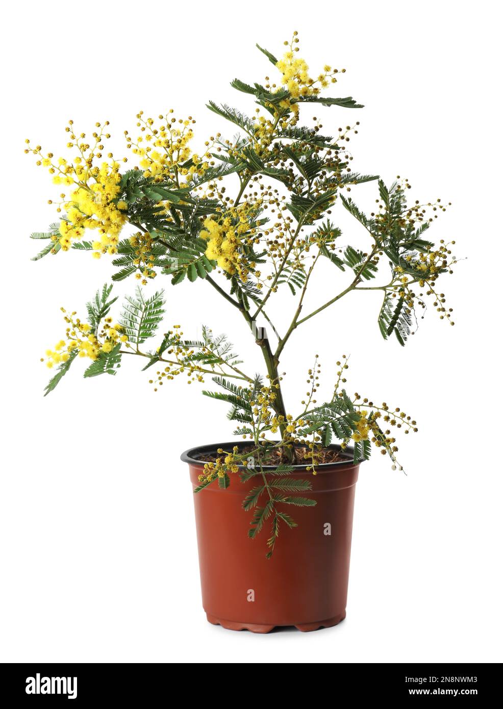 Beautiful mimosa plant in pot on white background Stock Photo - Alamy