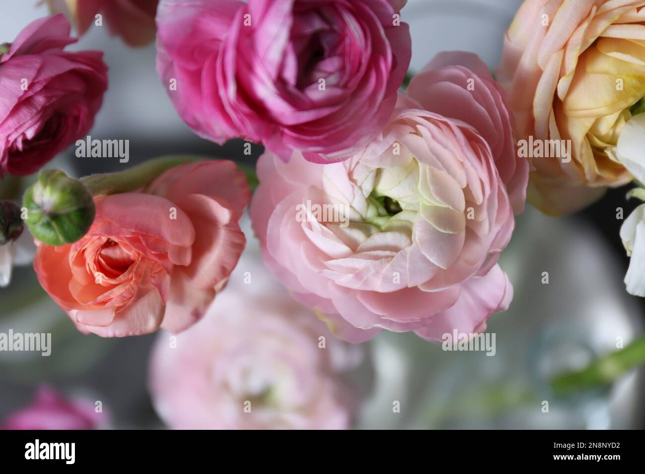 Beautiful colorful fresh ranunculus flowers, closeup view Stock Photo ...