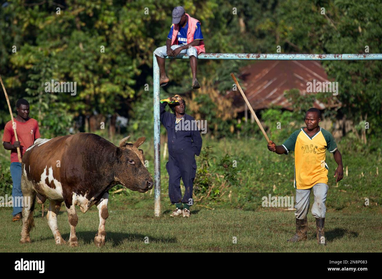 A man holds his stick up ready to control a bull waiting to fight, at a ...