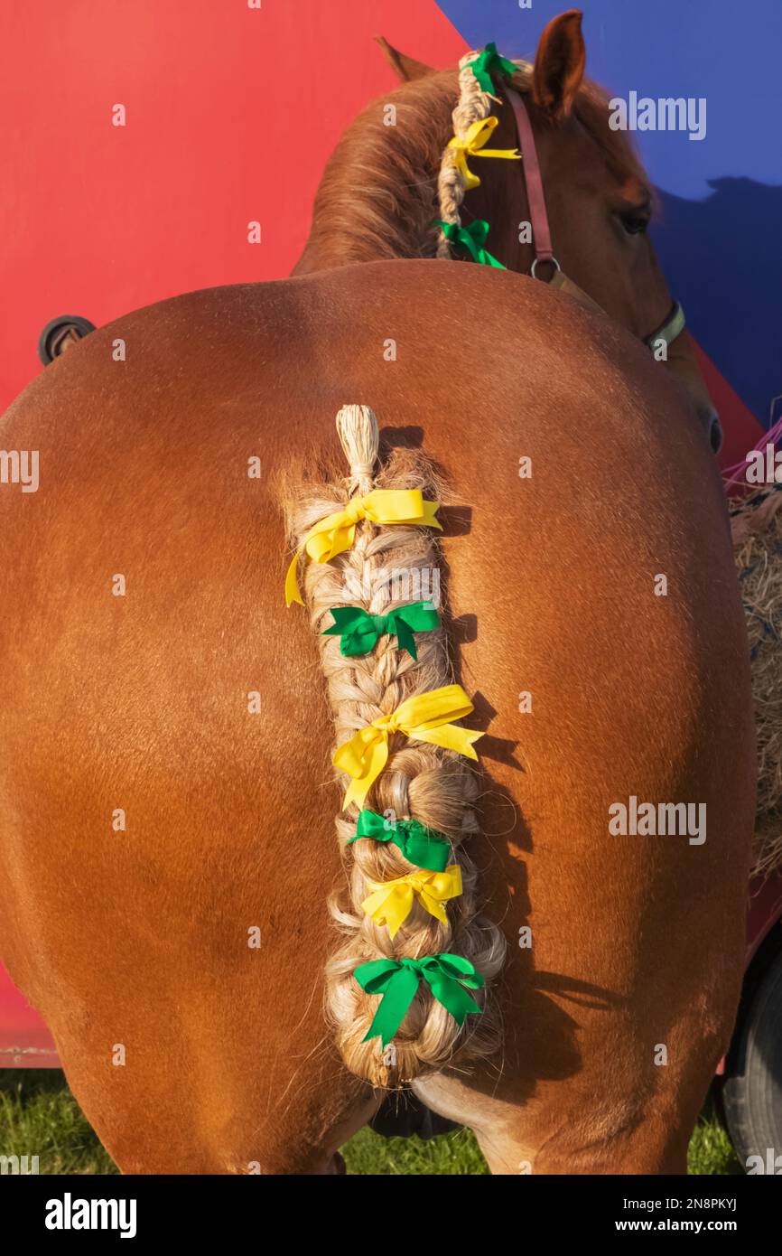 England, Dorset, Shaftesbury, The Annual Wessex Heavy Horse Show and ...