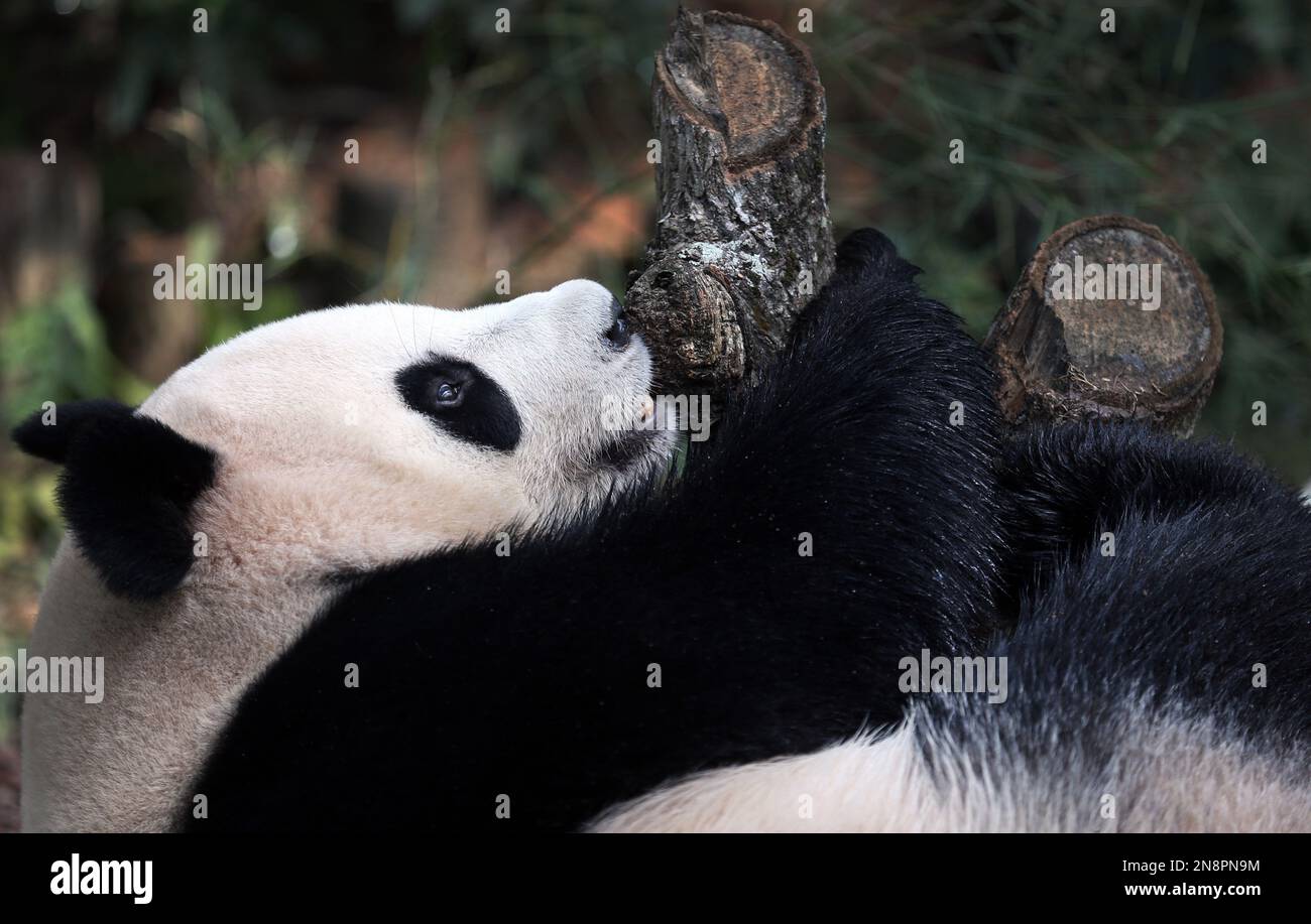 Female Giant Panda "Jia Jia", one of two Giant Pandas from China is ...