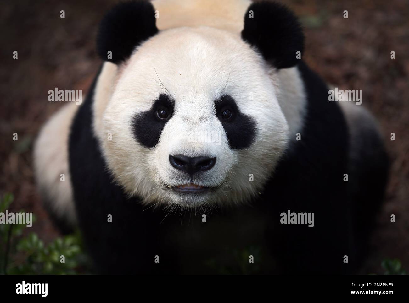 Female Giant Panda "Jia Jia", one of two Giant Pandas from China is ...