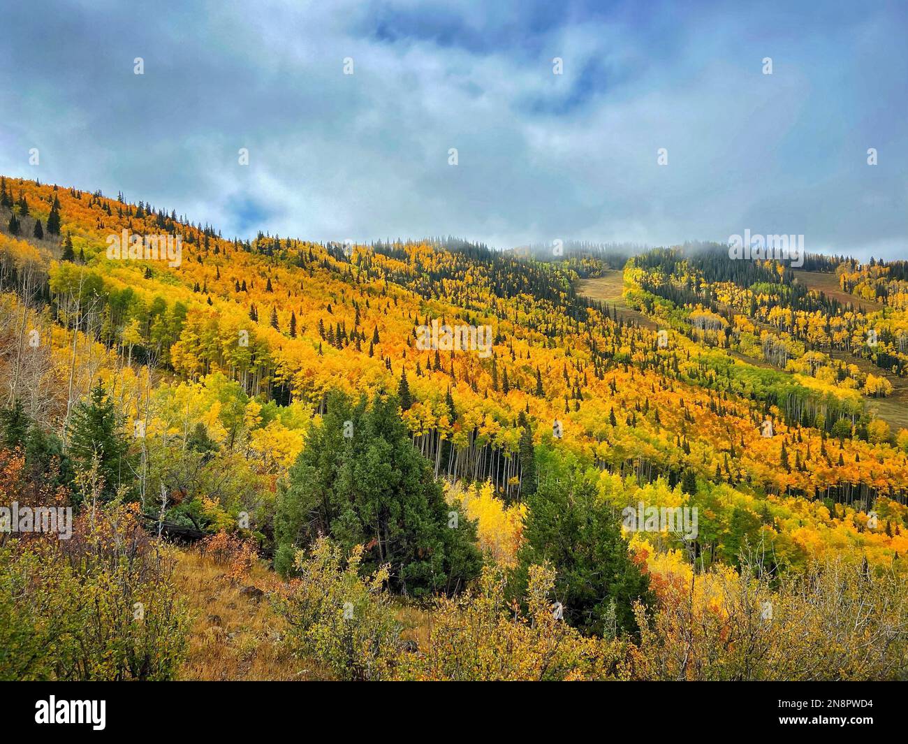 A lush landscape covered in yellow foliage during overcast weather in ...