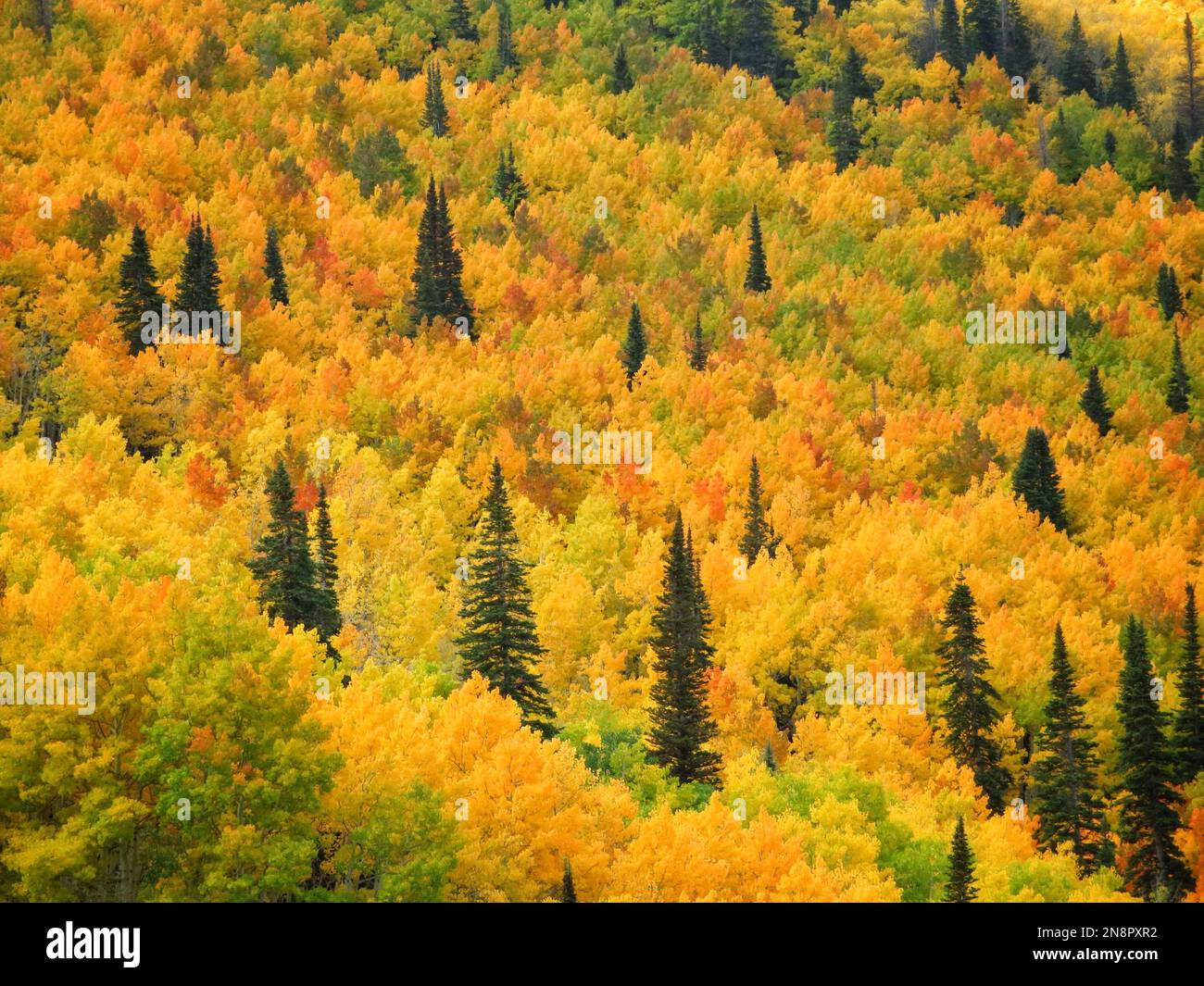 A dense forest covered in yellow foliage and evergreen trees in Aspen ...