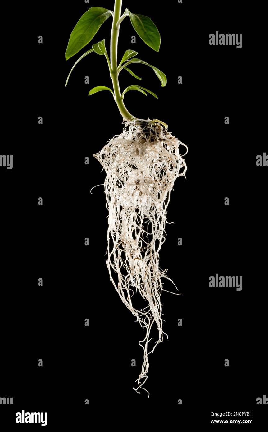 plant with exposed roots isolated on black background Stock Photo - Alamy