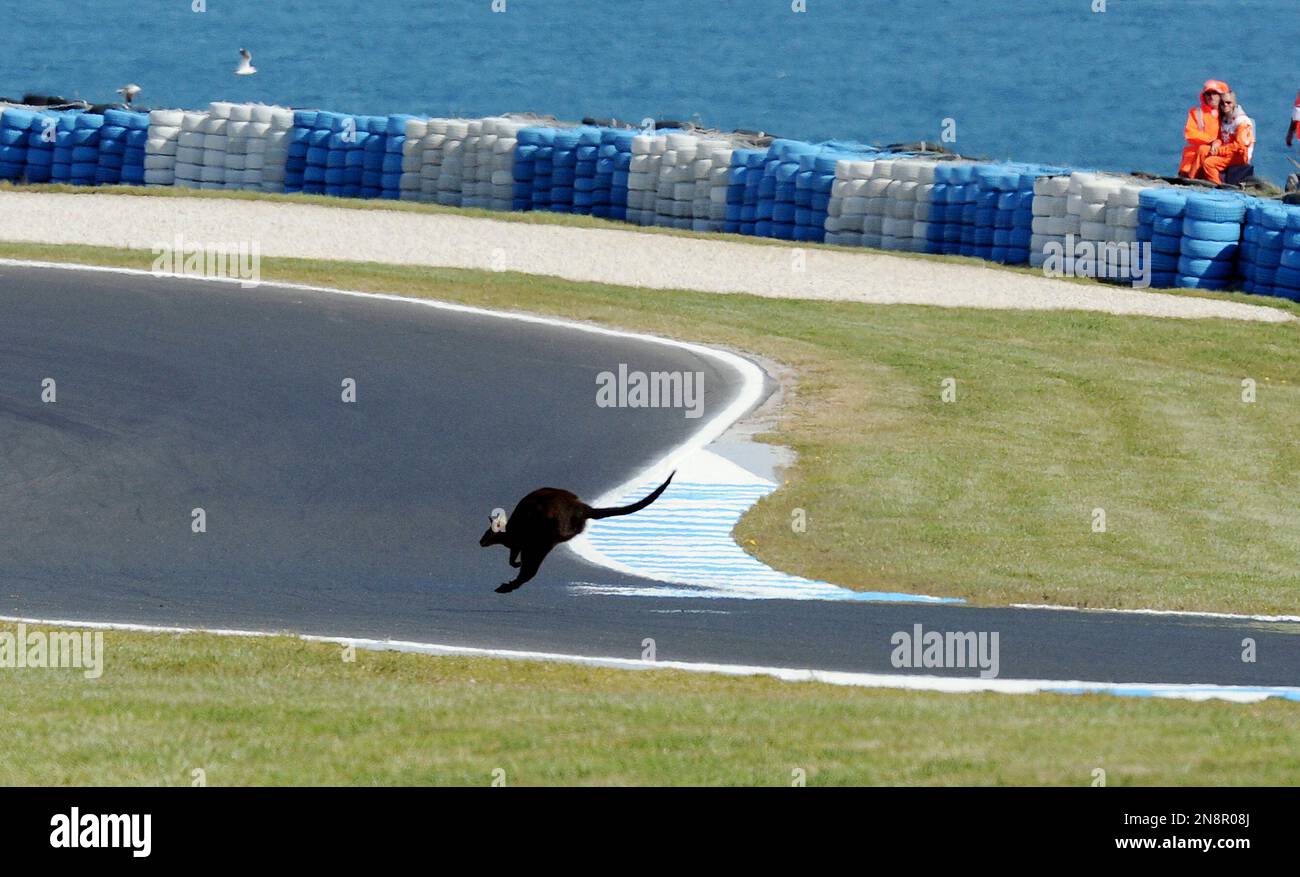 A wallaby runs across the track before the start of the Australian ...