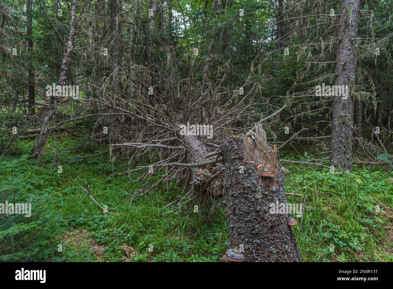 Trunk and brunches of fallen pine tree in the woods Stock Photo - Alamy