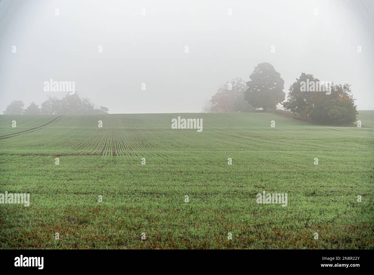 Strong fog and country farm in the morning Stock Photo - Alamy