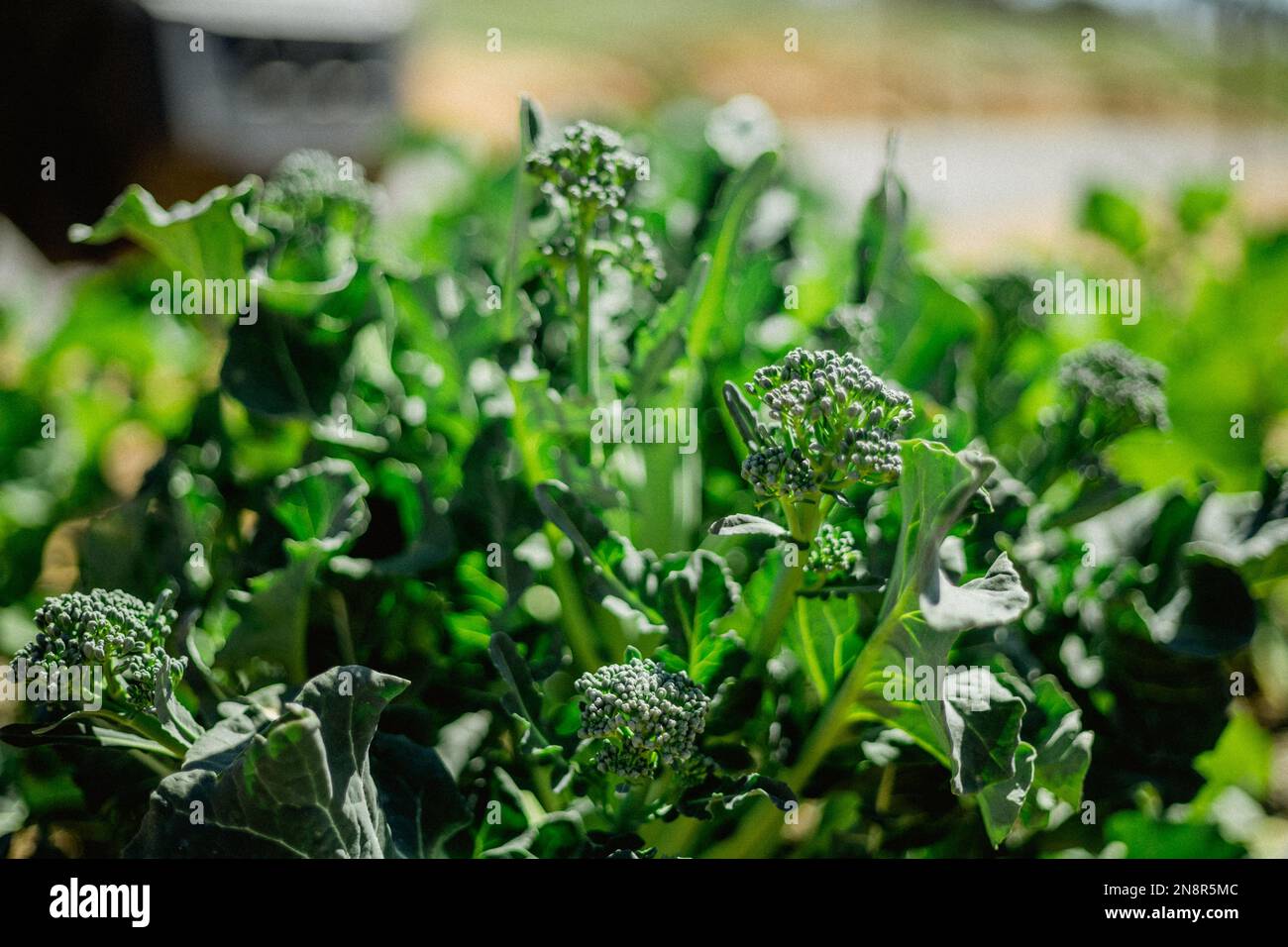 Broccoli seedlings in vegetable garden in spring Stock Photo - Alamy