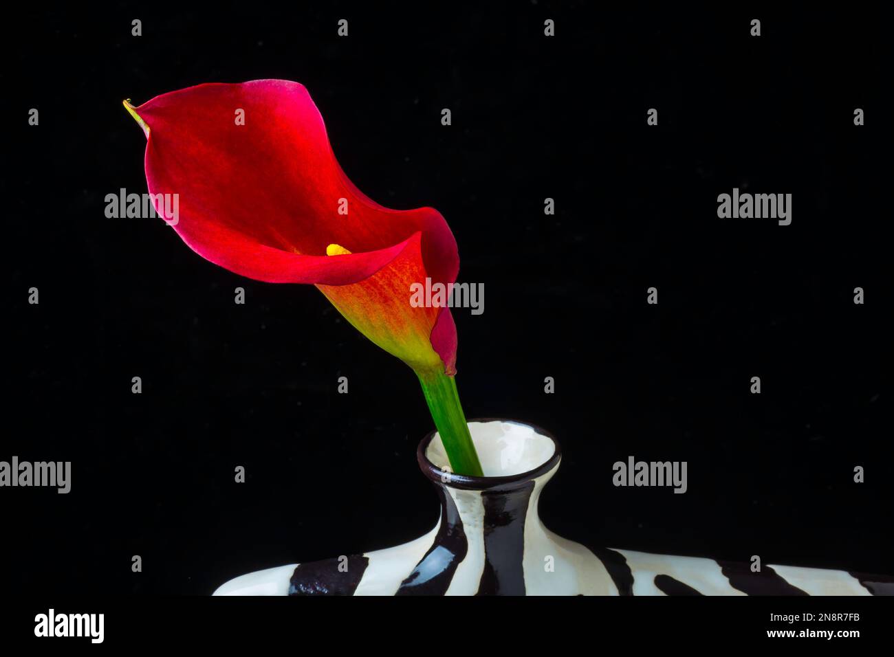 Lovely Red Calla Lily Stock Photo - Alamy