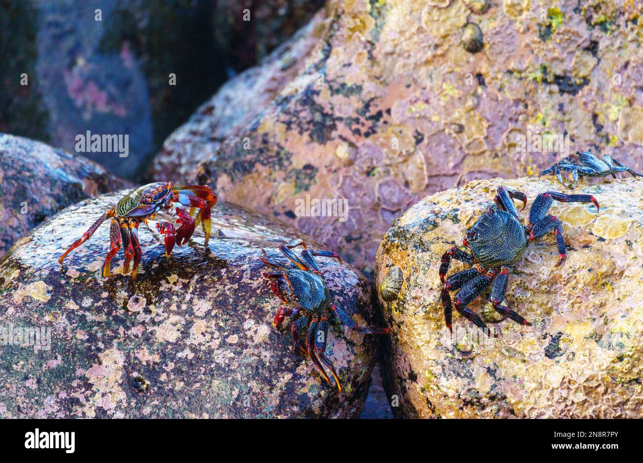 Crabs underwater on rocks hi-res stock photography and images - Alamy