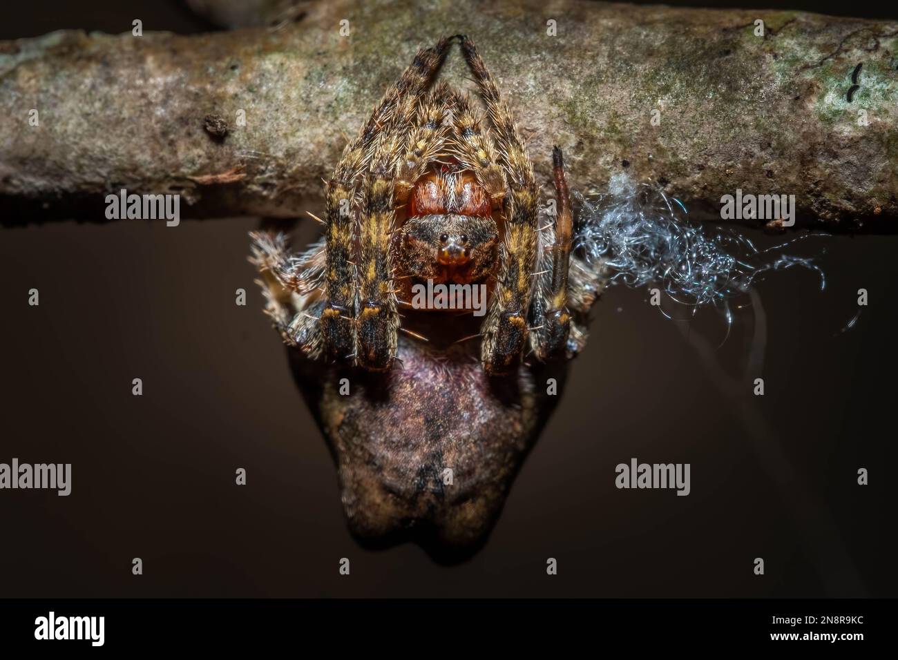 Front view of a rare Asterisk Spider (Ocrepeira ectypa) blending in on ...