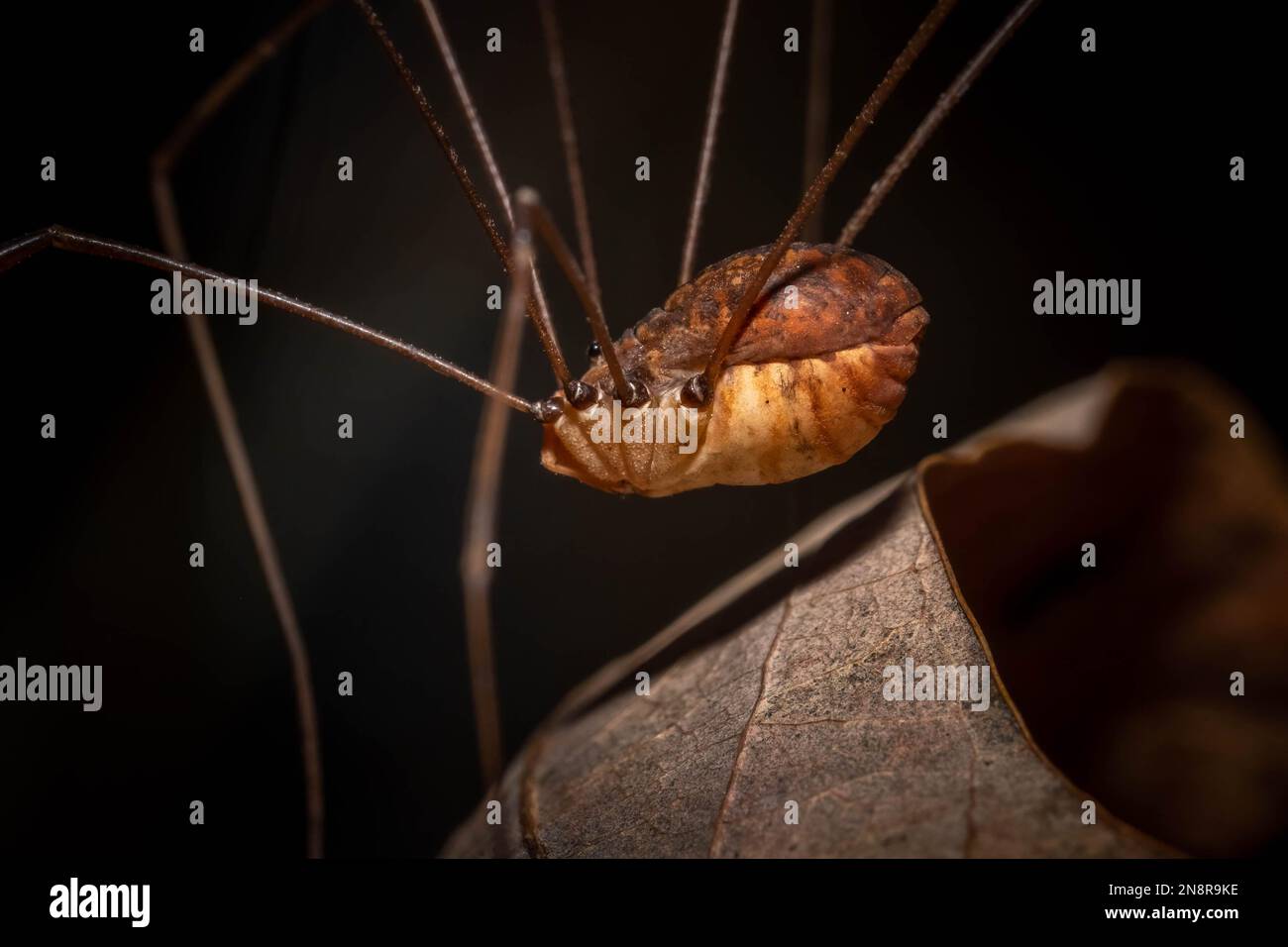How spider produce silk hi-res stock photography and images - Alamy