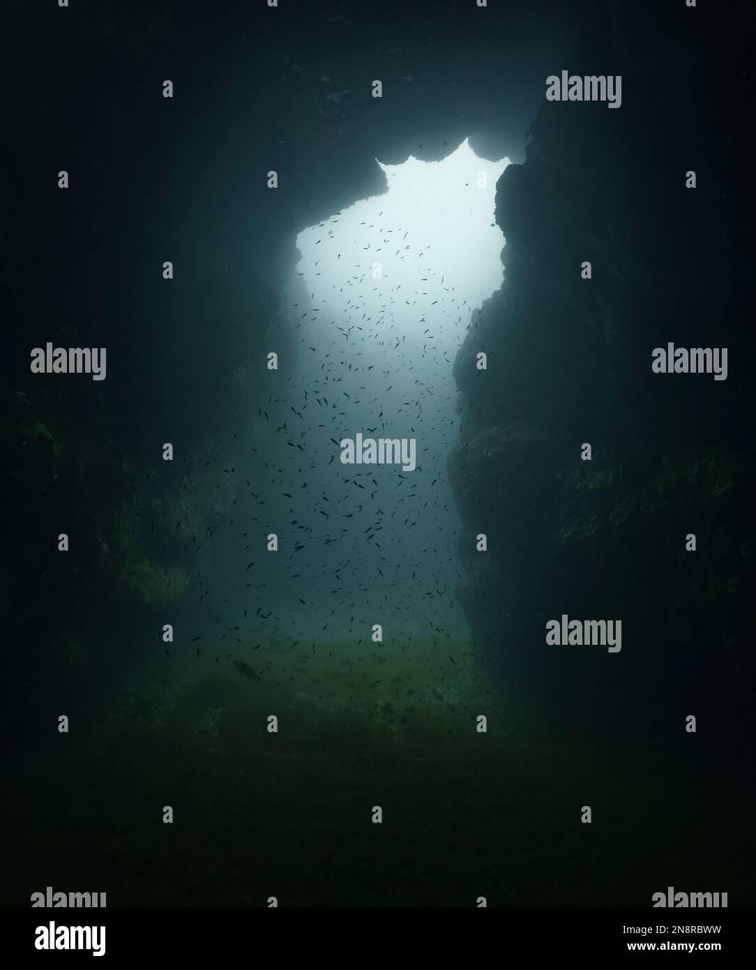 A school of little fish swimming between the underwater rocks Stock ...