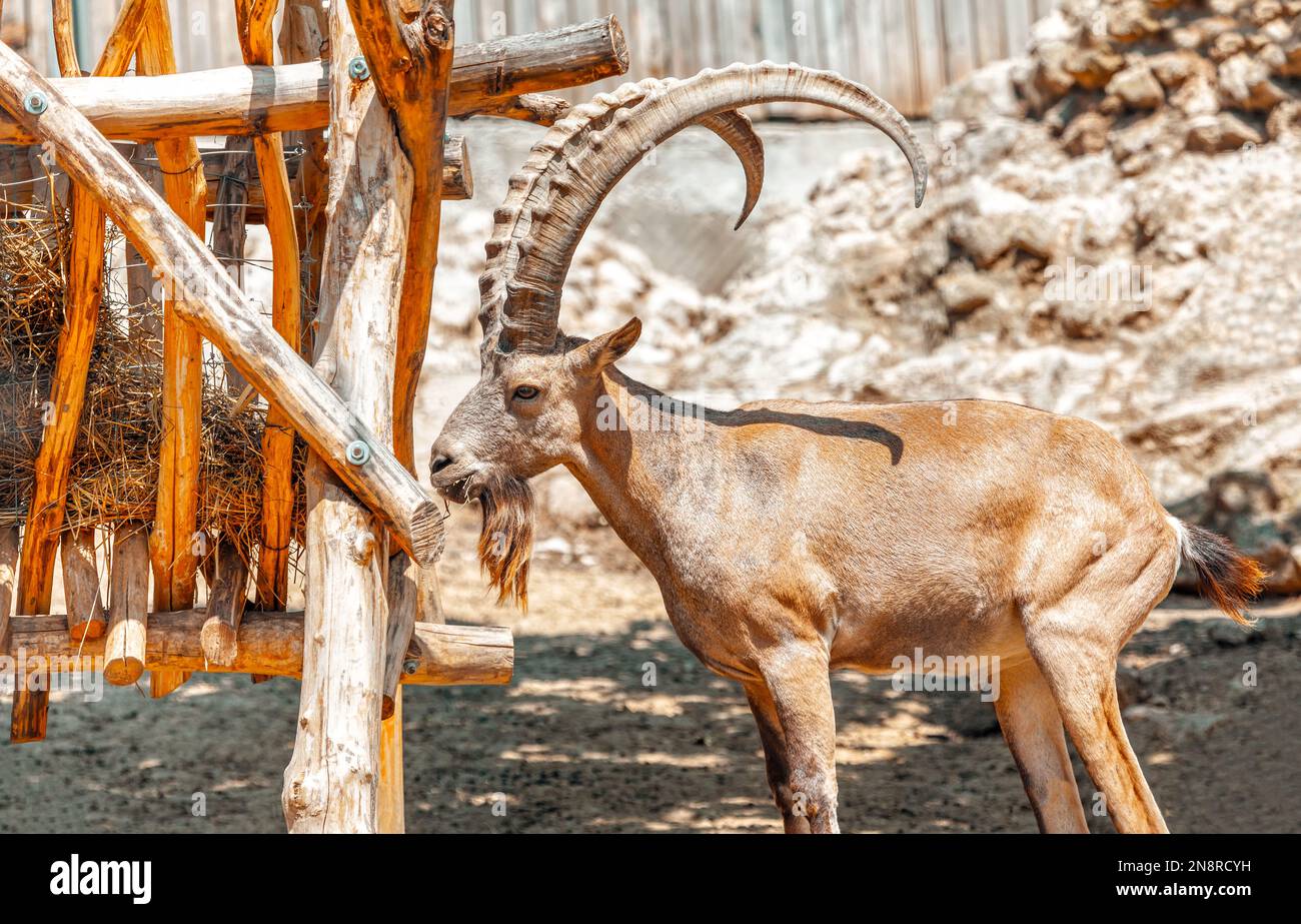 Alpine Ibex at feeder . Capra Ibex animal Stock Photo - Alamy