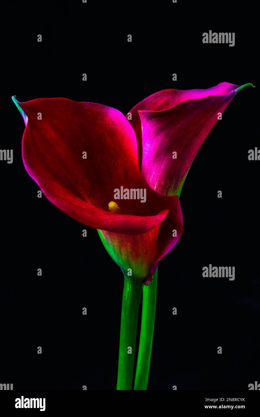 Two Red Calla Lillies Stock Photo - Alamy
