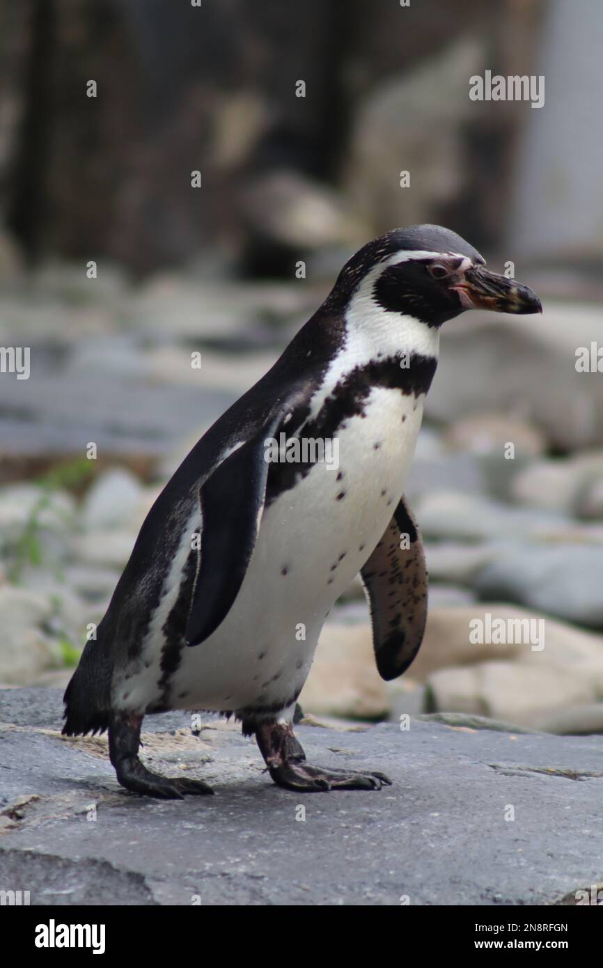 Cute Humboldt Penguin
