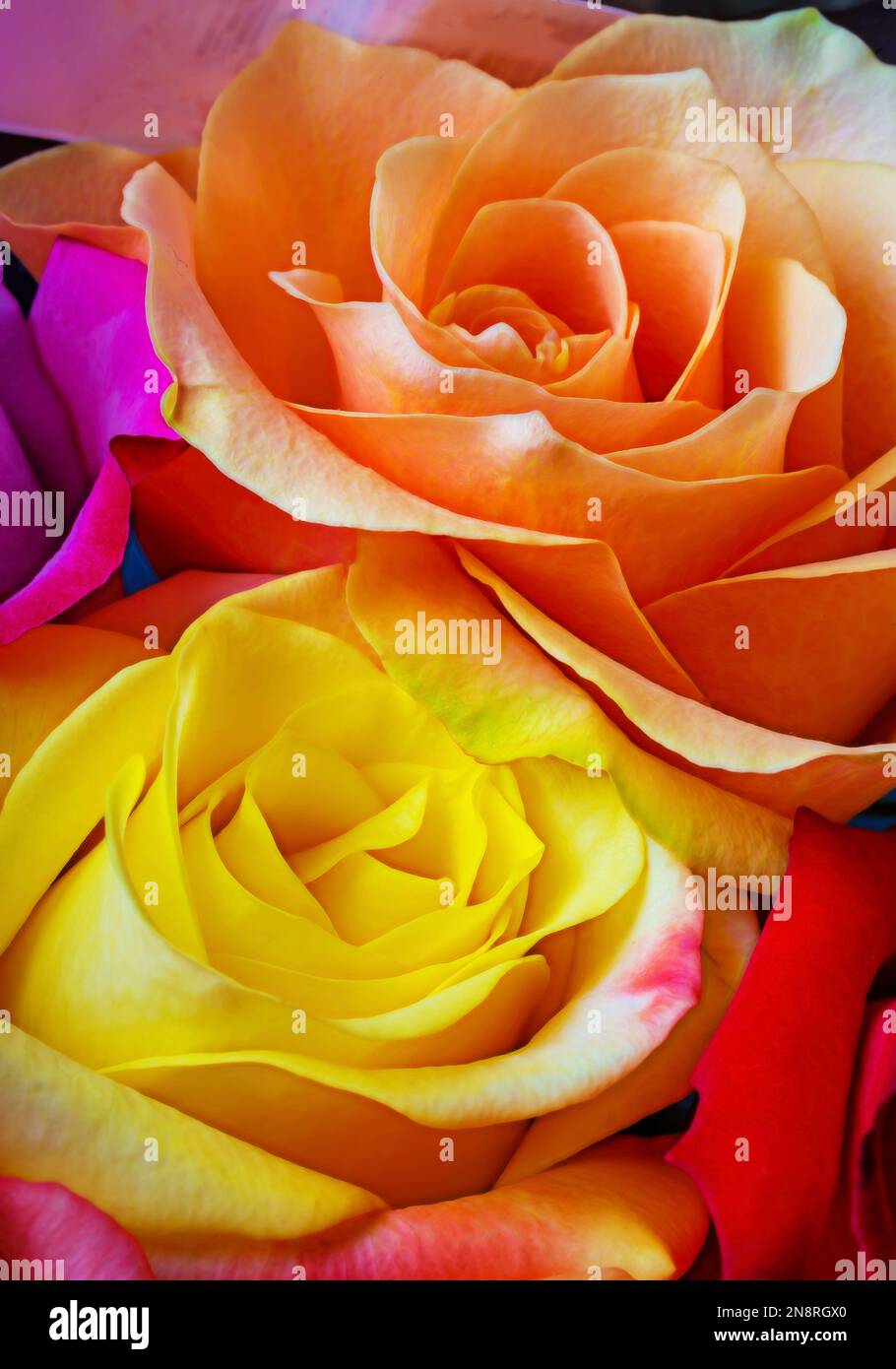Soft yellow roses hi-res stock photography and images - Alamy