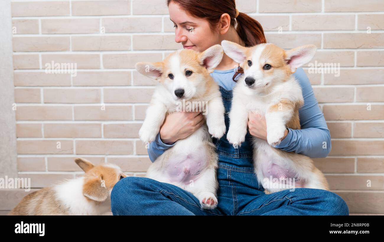 Caucasian woman play welsh corgi hi-res stock photography and images ...