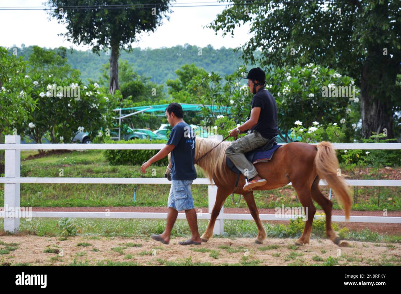 Travelers young thai men riding pony dwarf horse or Miniature horse ...
