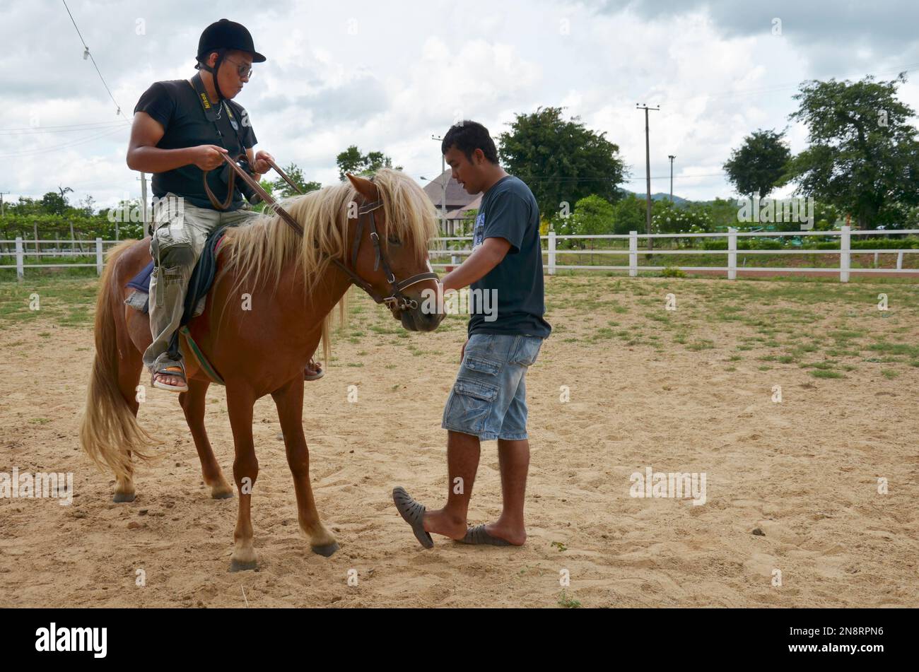 Travelers young thai men riding pony dwarf horse or Miniature horse ...