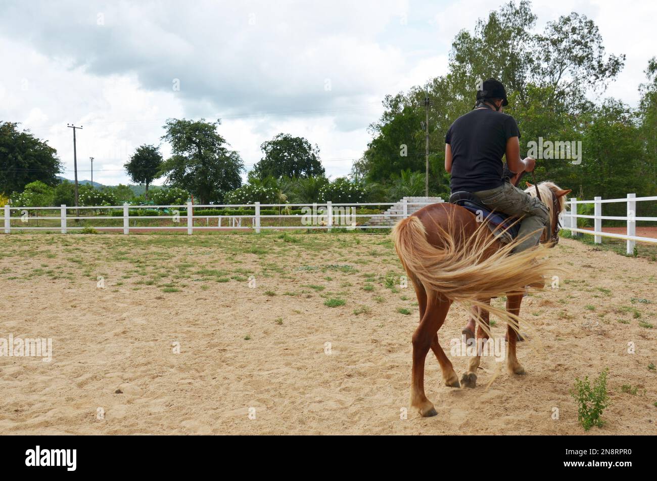 Travelers young thai men people riding pony dwarf horse or Miniature ...