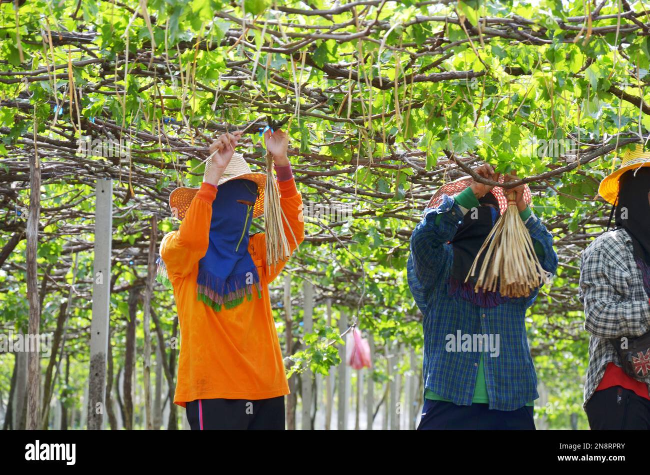 Thai employee and foreign worker working crop harvesting grape fruits ...