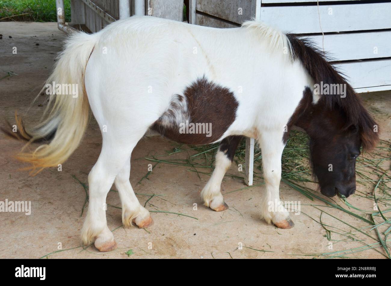 Miniature pony dwarf small hi-res stock photography and images - Alamy