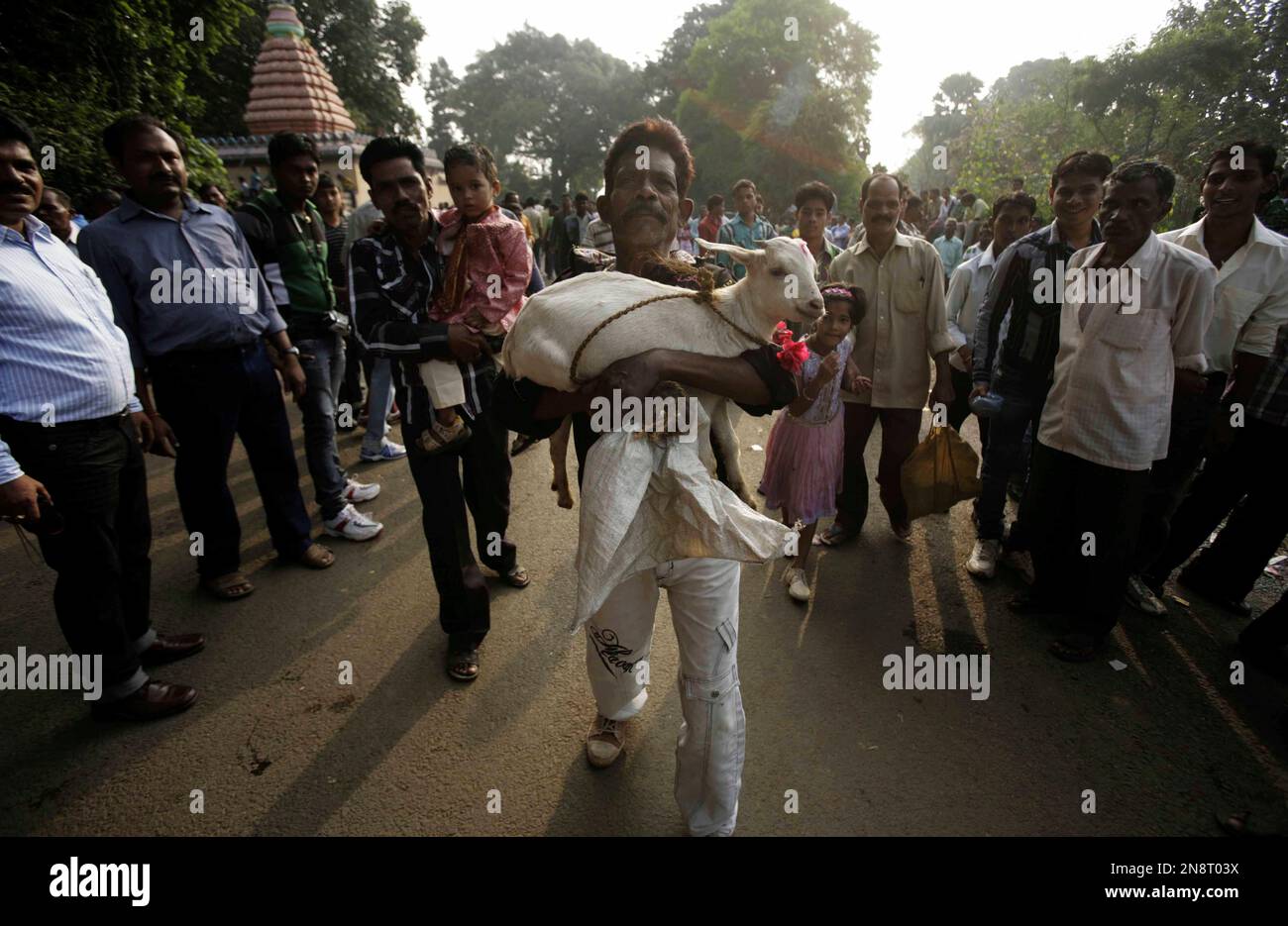 A devotee carries a goat for sacrifice as he walks to join Hindu ...