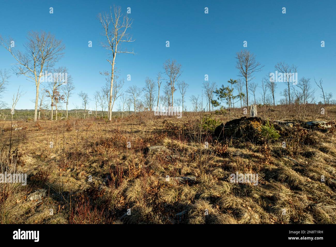 A clear cut of forest land in Massachusetts Stock Photo - Alamy