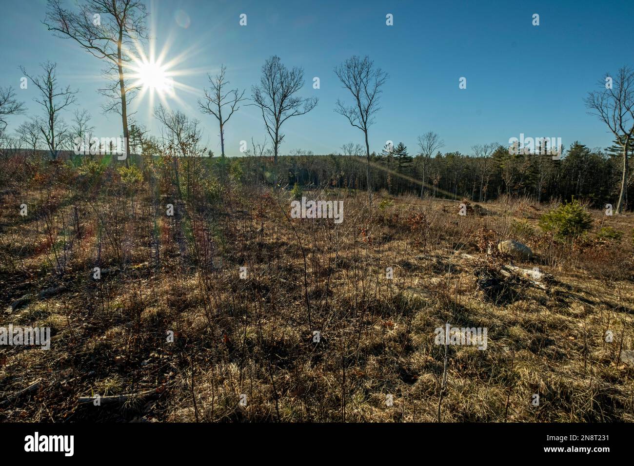 A clear cut of forest land in Massachusetts Stock Photo - Alamy