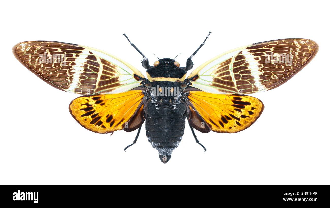 A macro shot of Angamiana floridula insect isolated on a white ...