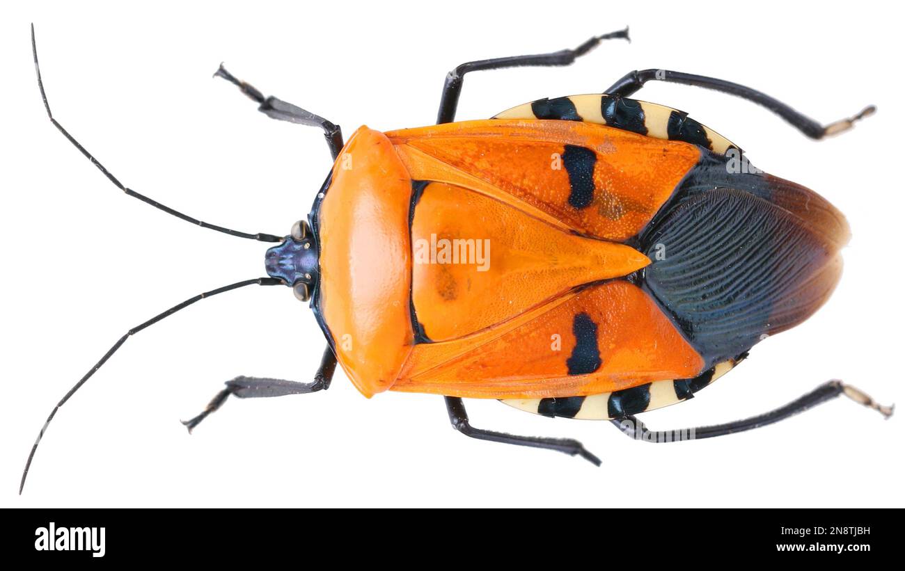 A macro shot of a Man-faced stink bug isolated on a white background ...