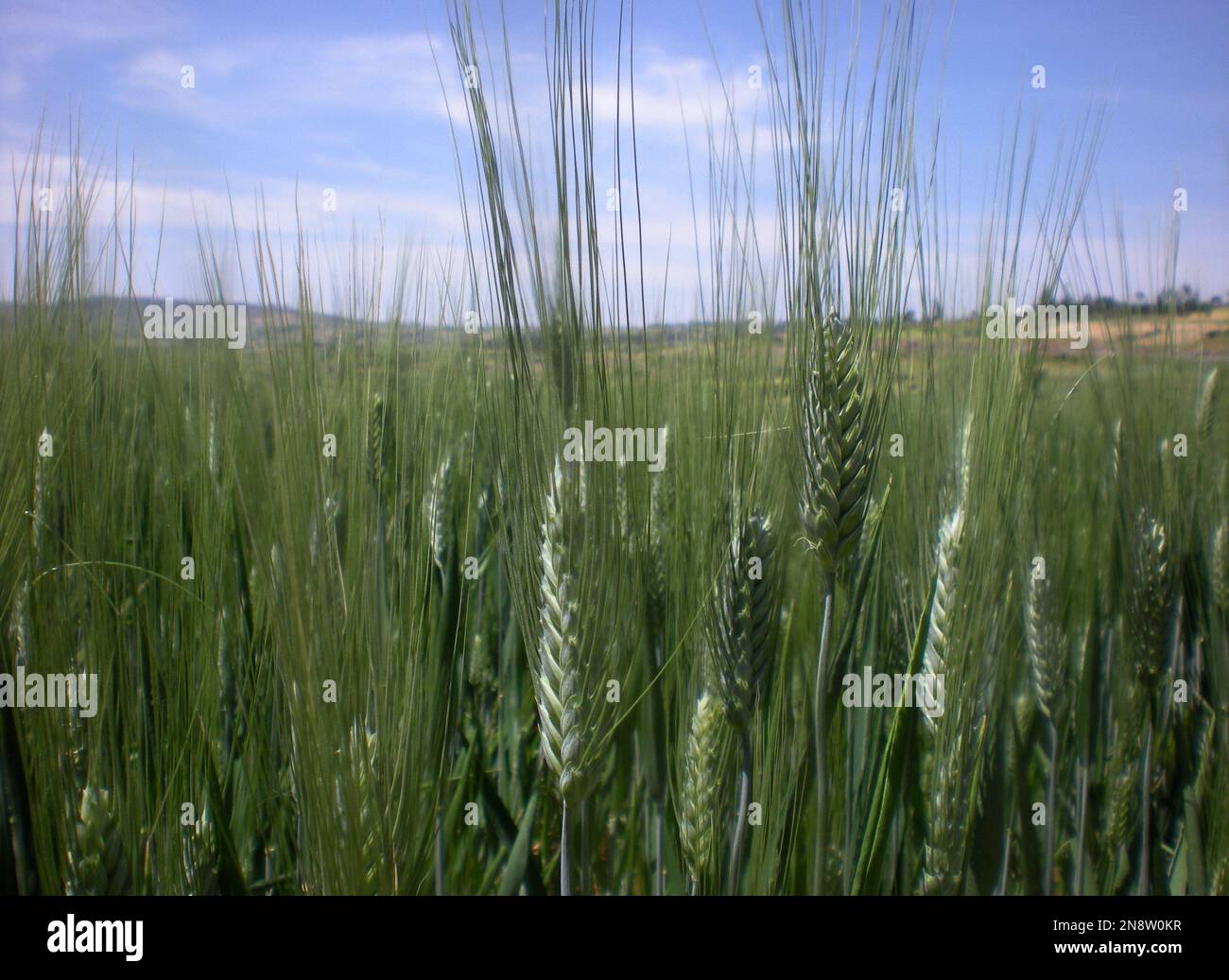 This photo taken Wednesday, Oct. 10, 2012 shows the half hectare wheat ...