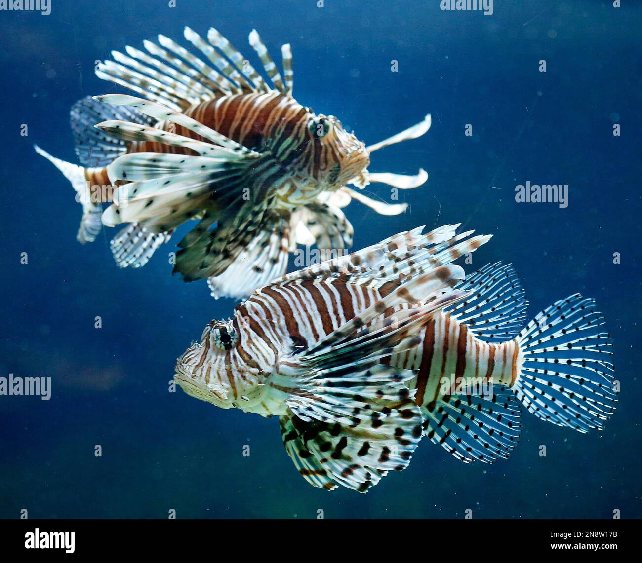 Turkey fish swim in an aquarium in the zoo of Frankfurt, Germany ...
