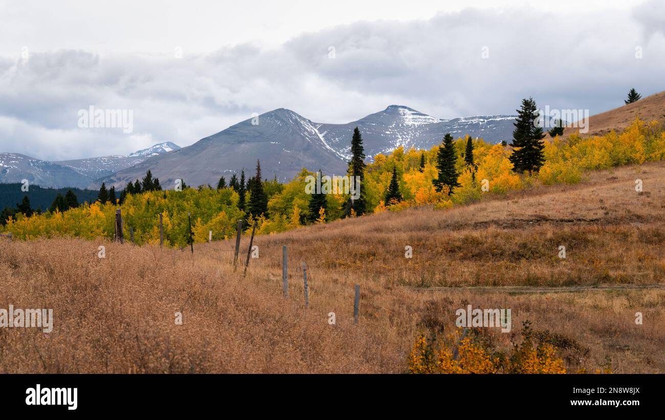 Autumn yellow trees in Glacier National Park. Montana, United States ...