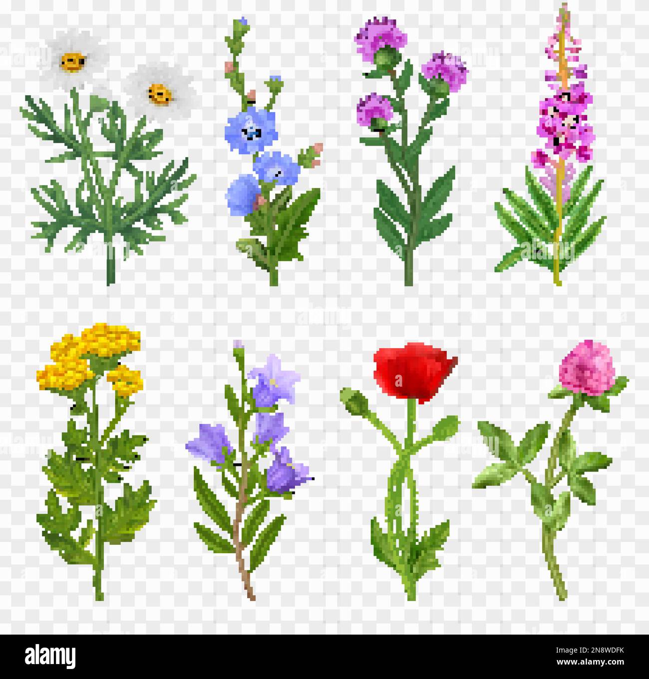 Realistic wildflower icons set on transparent background isolated ...