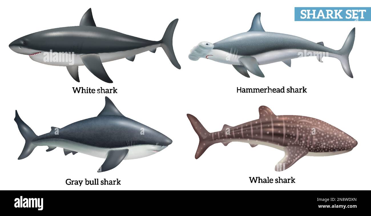 Realistic dangerous shark species icons set isolated vector ...