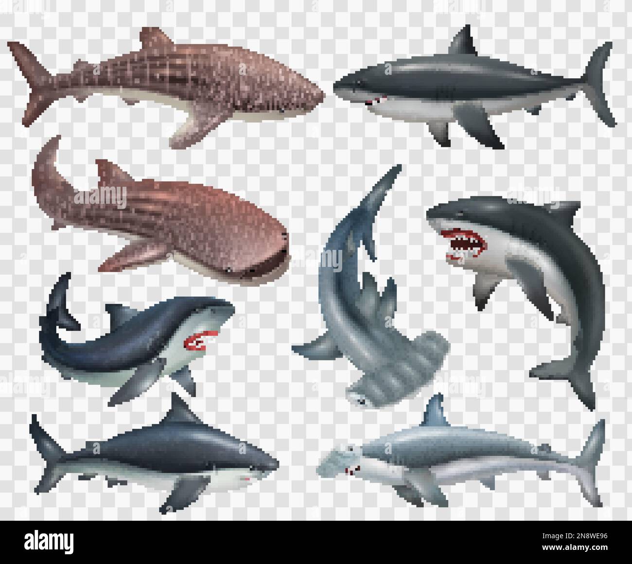 Realistic set of shark fish icons on transparent background isolated ...